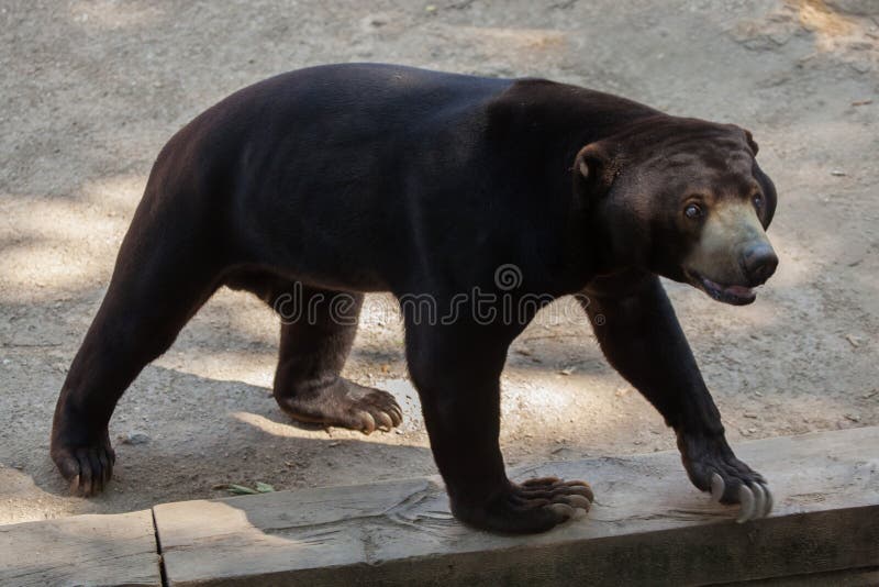 Oso De Sun, Malayanus De Helarctos Foto de archivo - Imagen de abajo ...