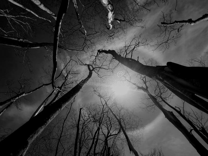 Objects and nature stock image. Image of nature, trunk - 226332955