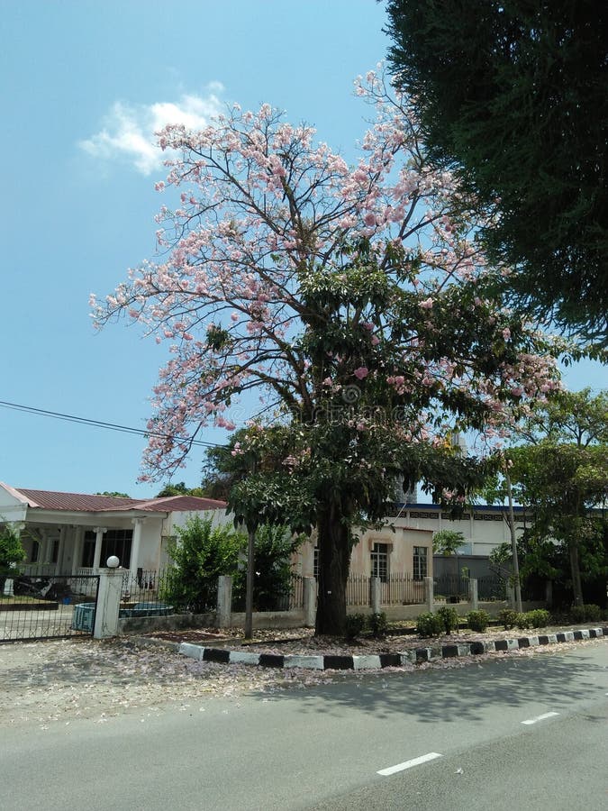 In Malaysia stock photo. Image of property, garden, home - 215241418