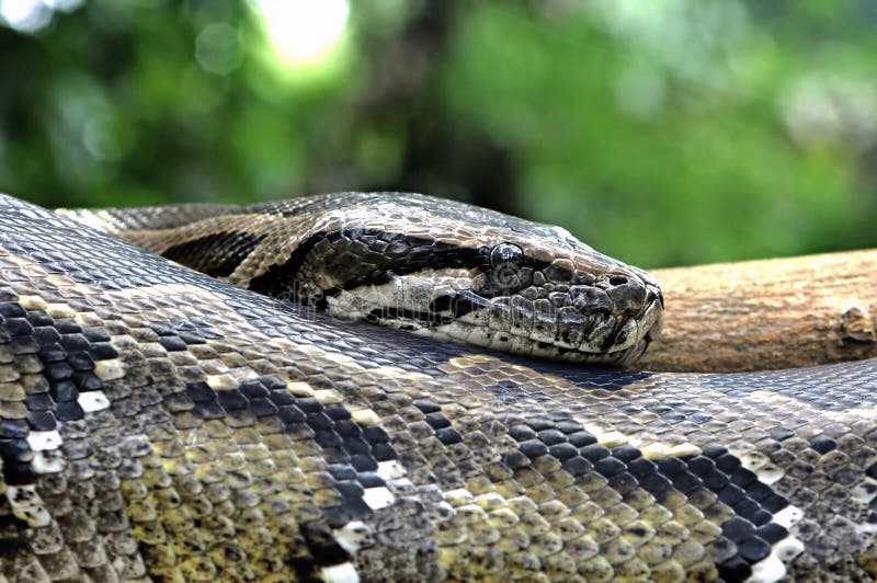 Malaysia; tropical fauna stock image. Image of malaysia - 4966731