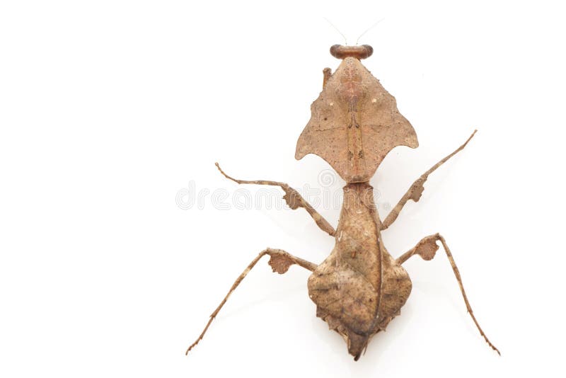 Malaysian Dead Leaf Mantis stock photo. Image of macro - 31166758