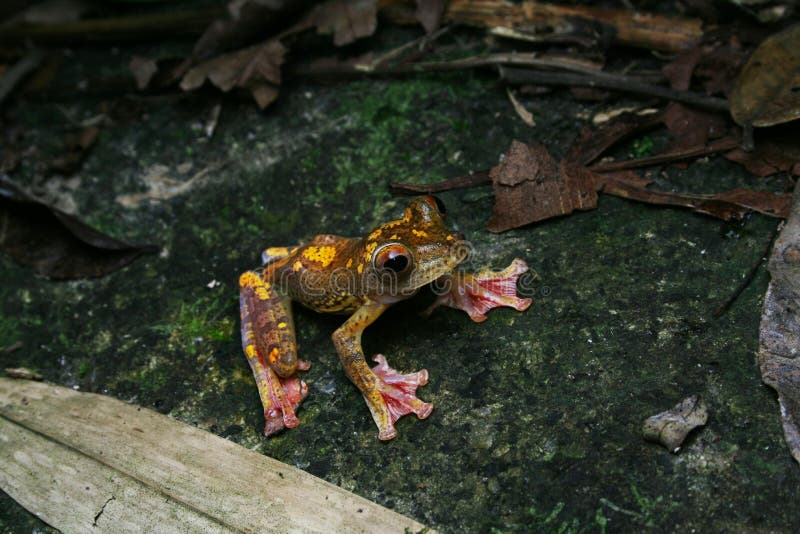 Harlequin Tree Frog (Rhacophorus Pardalis) in Natural Habitat Stock ...