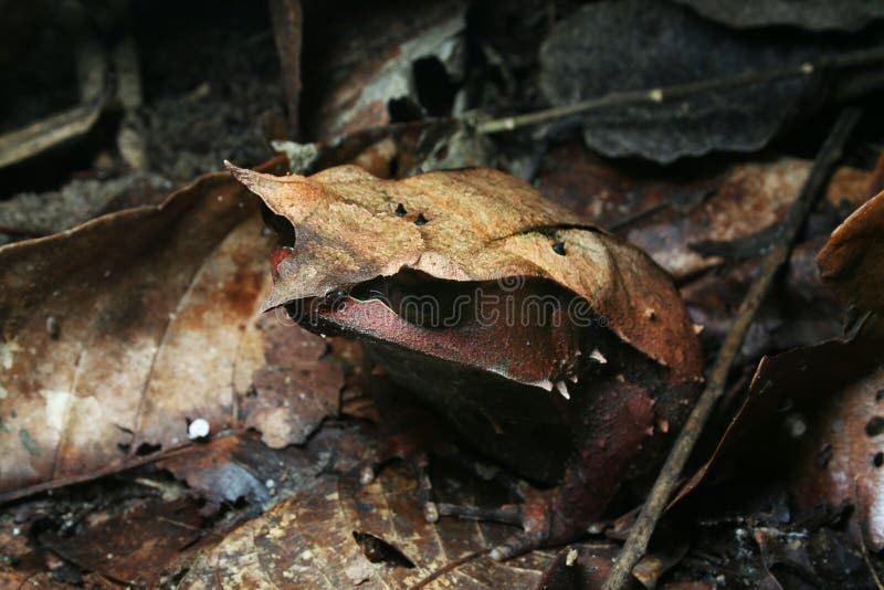 Malayan horned frog stock photo. Image of horned, nature - 111597054