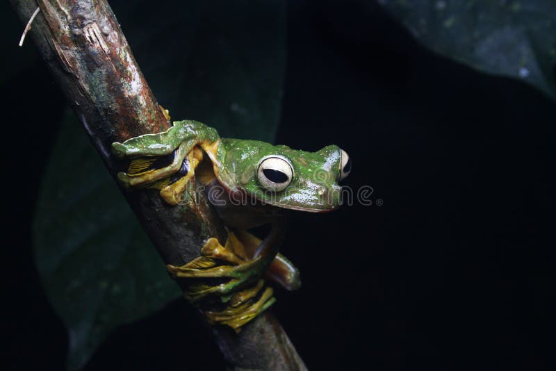 Wallace`s Flying Frog, Wallace`s Flying Frog on a Branch Stock Image ...