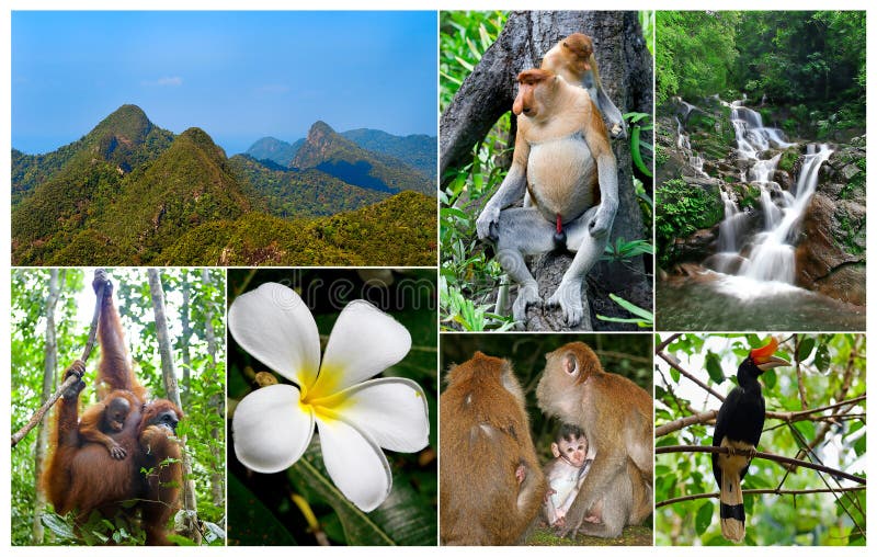 Malaysian Jungle stock photo. Image of asia, travel, flower - 29276220