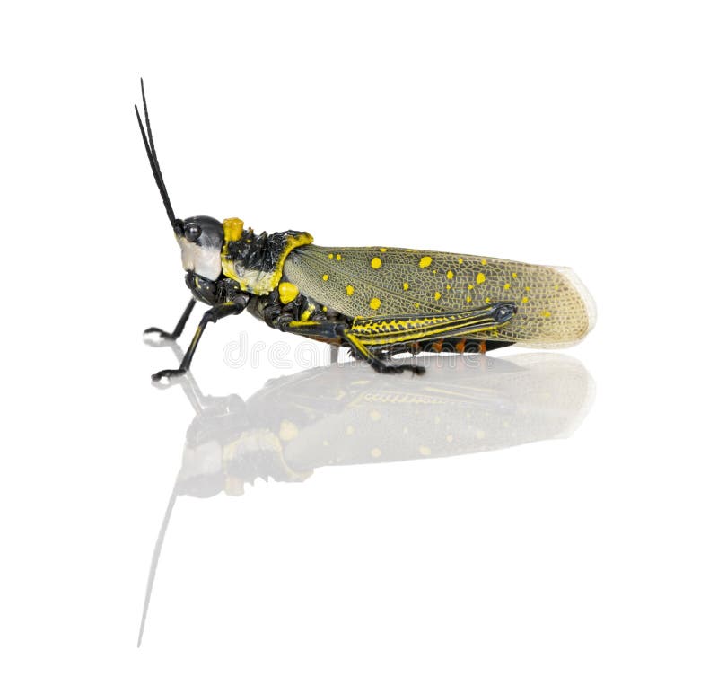 Giant Guianas Locust Against White Background Stock Photo - Image of ...