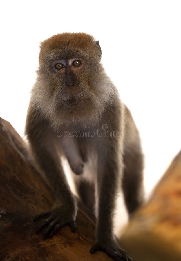 281 Monkey Fur Texture Stock Photos - Free & Royalty-Free Stock Photos ...