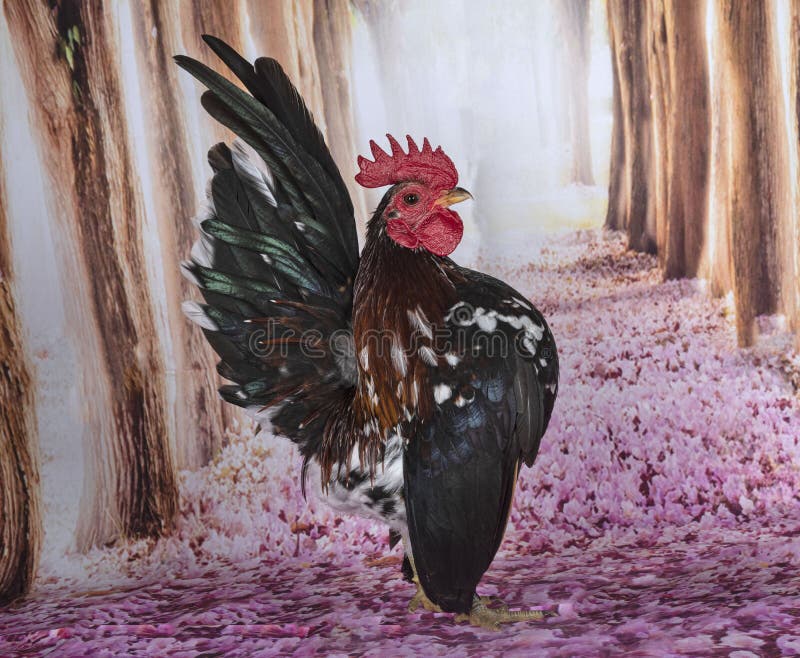 Male Serama Chicken stock image. Image of chicken, serama - 276133191