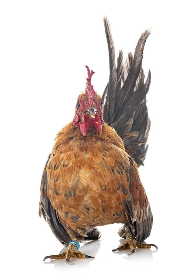 165 Malaysian Serama Stock Photos - Free & Royalty-Free Stock Photos ...