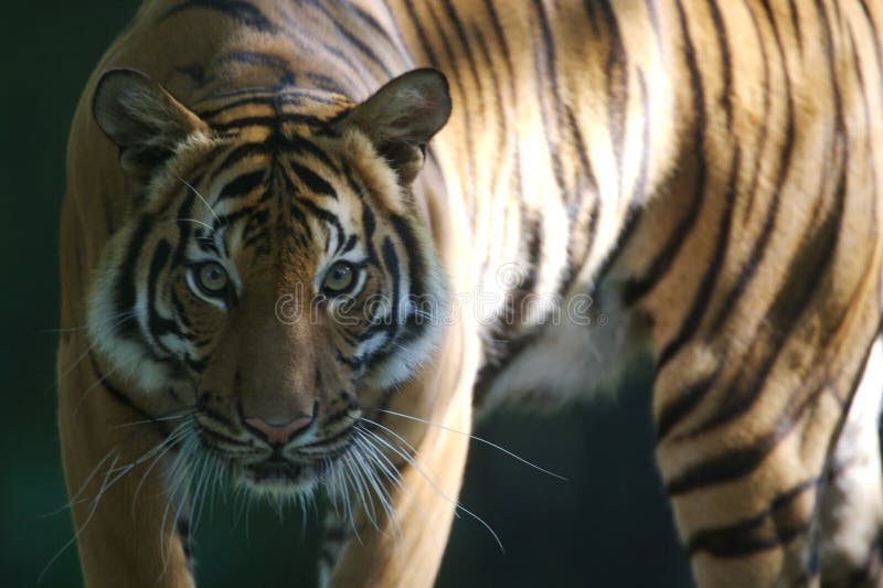 Malaysian Tiger stock image. Image of animal, carnivoran - 3600175