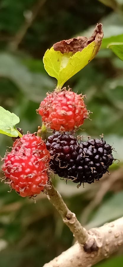 Malbary 1 stock photo. Image of malbary, nice, redbrawon - 127961864