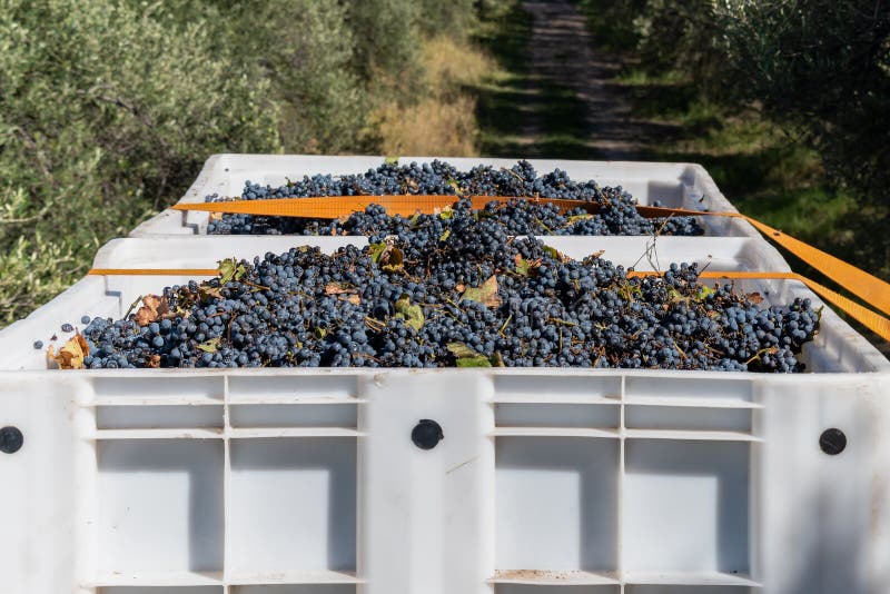 Malbec Grape Collection Boxes. in Harvest Stock Photo - Image of tree ...