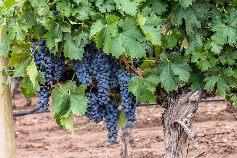 Malbec Grapes stock photo. Image of mendoza, winery, south - 33010554