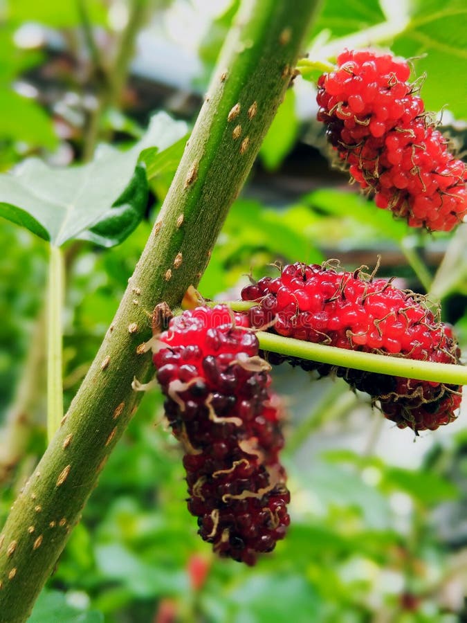 Malberifruits Stock Photos - Free & Royalty-Free Stock Photos from ...