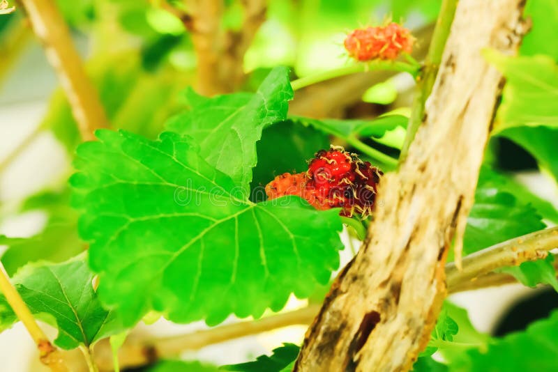 Malberry stock foto. Image of grens, kleurrijk, voedsel - 101148680