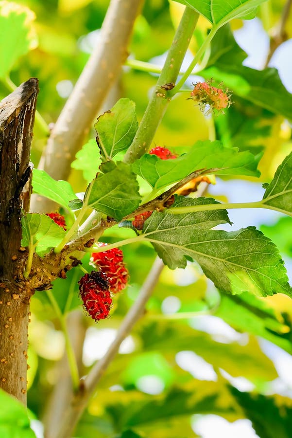 Malberry imagen de archivo. Imagen de alimento, color - 101148931