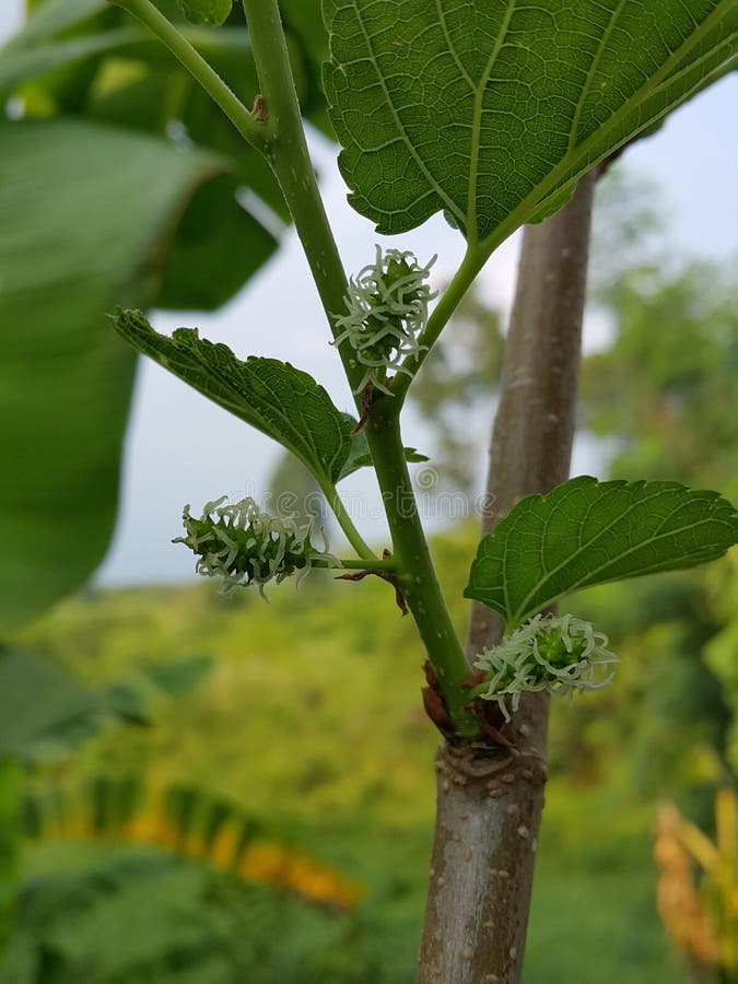 Malberry stock image. Image of fruit, malberry, nature - 114546633