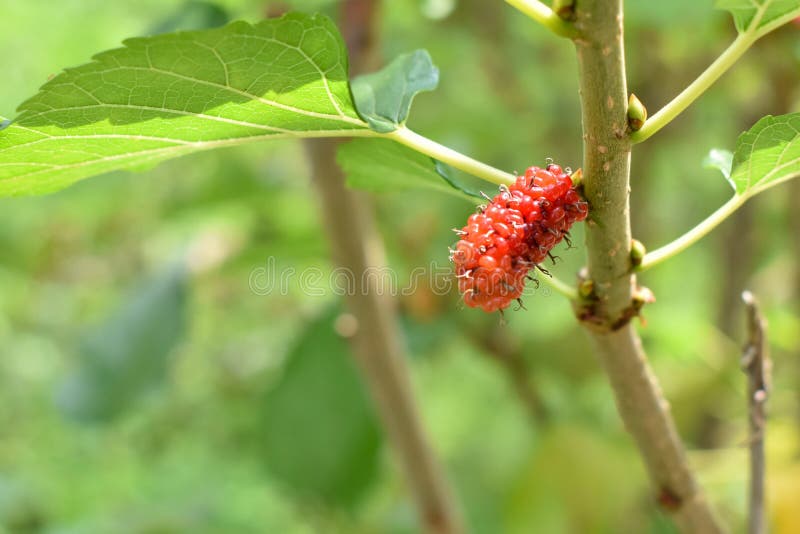 Malberry stock image. Image of tree, fruit, malberry - 128295483