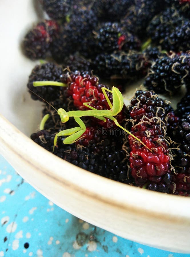 Malberry stock photo. Image of malberry, green, tree - 89043150