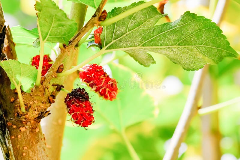 Malberry stock image. Image of macro, healthy, border - 101003651