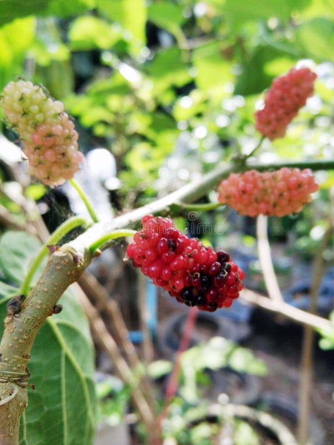 Malberry stock photo. Image of sweet, natural, leaf, green - 89043070