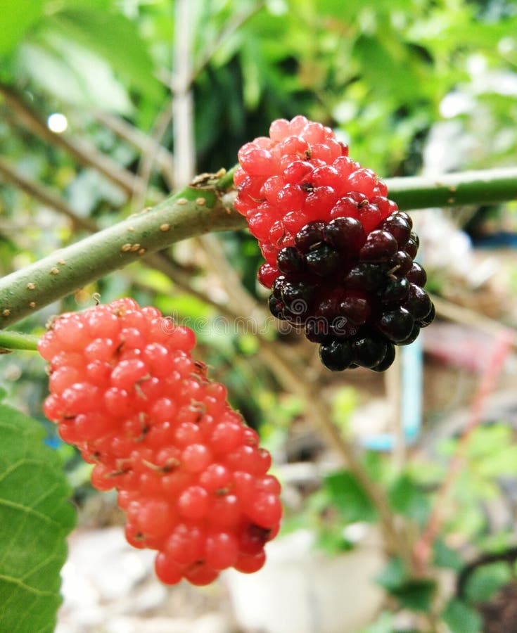 Malberry stock photo. Image of currant, loganberry, fruit - 89051808