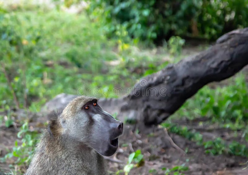 Malbrouks Monkey in the Savannah at the Chobe Nationalpark in Botswana ...
