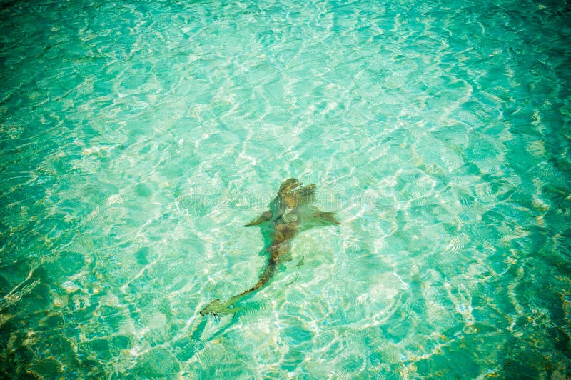 Maldives reef sharks 5 stock photo. Image of shallow - 47542618