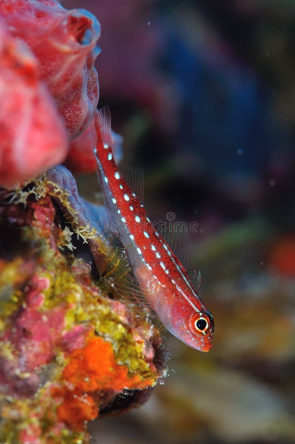 Maldives triplefin stock photo. Image of pygmy, close - 73094948