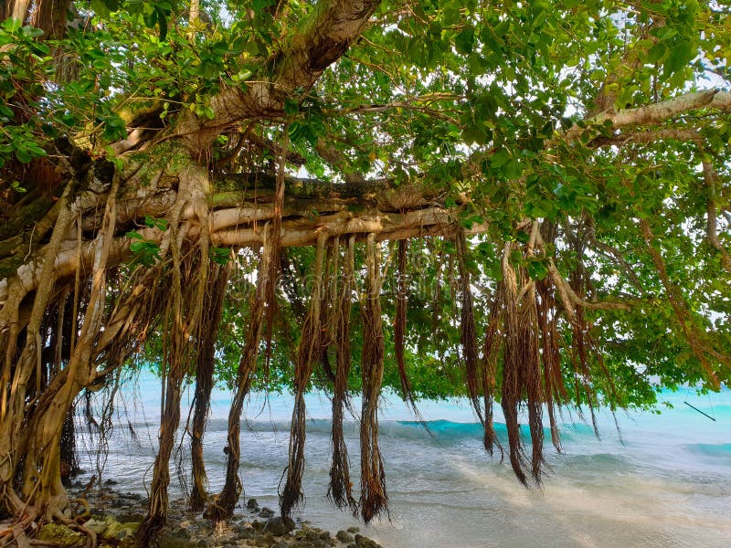 Maldives. Tropical Trees on the Shore of the Blue Ocean. Stock Image ...