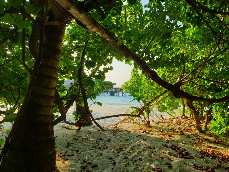 Maldives. Tropical Trees on the Shore of the Blue Ocean. Stock Photo ...