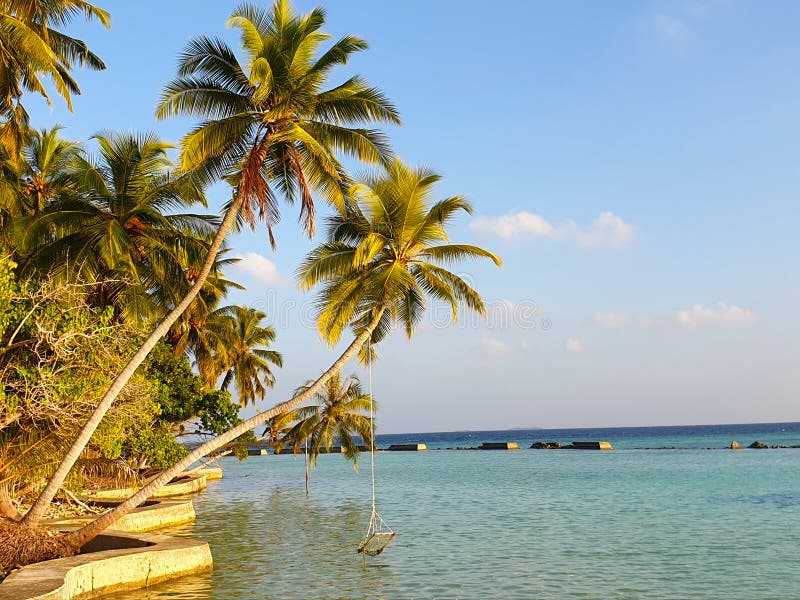 Maldives. Tropical Trees on the Shore of the Blue Ocean. Stock Photo ...