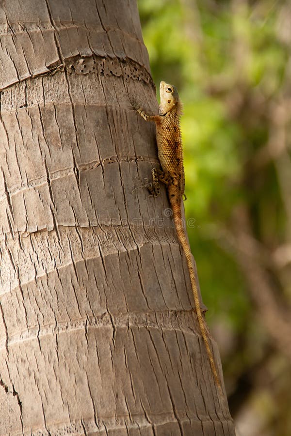 Maldivian Lizard on a Tree Trunk Stock Image - Image of flora, equator ...