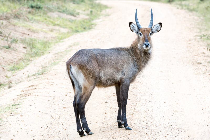 Male Antelope - Waterbuck Antelope in Uganda. Stock Photo - Image of ...