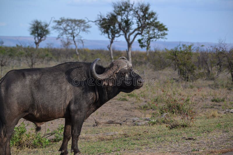 Male African buffalo stock photo. Image of nature, gamedrive - 21450784