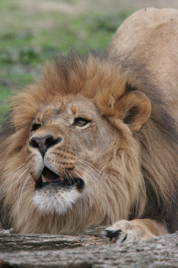 Male African Lion Stretching in the Zoo Stock Photo - Image of five ...