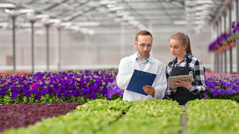 Male Agricultural Engineer and Professional Female Farmer Analyzing ...