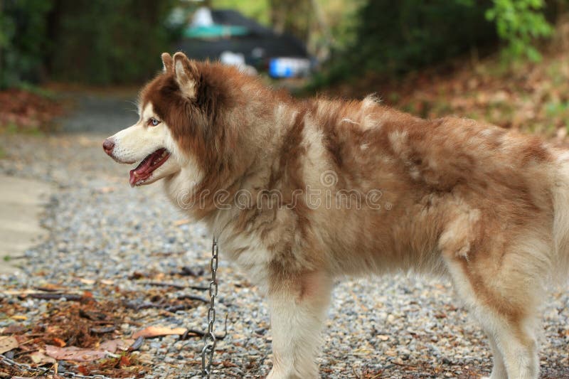 Male Alaskan Malamute Dog Breed Stock Image - Image of furry, nature ...
