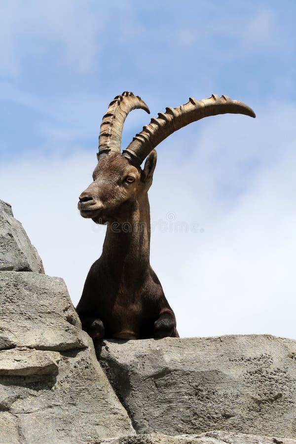 Male alpin ibex fotografering för bildbyråer. Bild av natur - 57115179