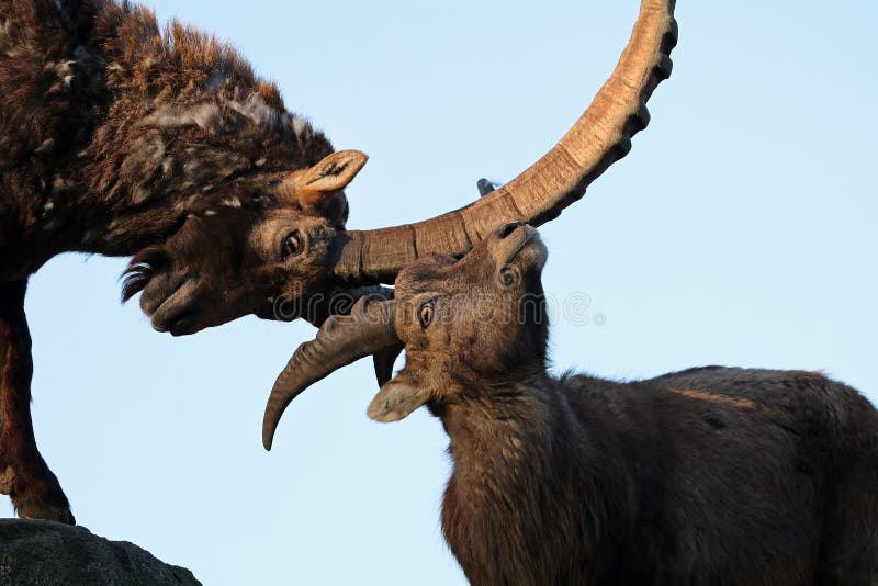 193 Fighting Ibex Stock Photos - Free & Royalty-Free Stock Photos from ...
