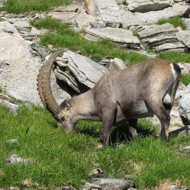 Male Alpine Ibex Grazing on a Mountain Meadow Stock Photo - Image of ...