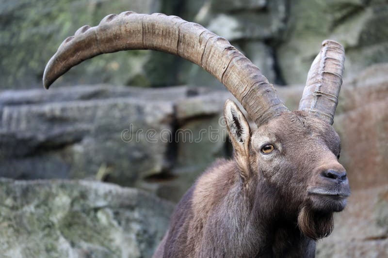 Alpine ibex stock photo. Image of blue, habitat, animal - 107815672