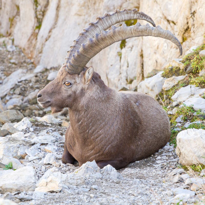 Male Alpine Ibex, Switzerland Stock Photo - Image of kozorog, steinbock ...