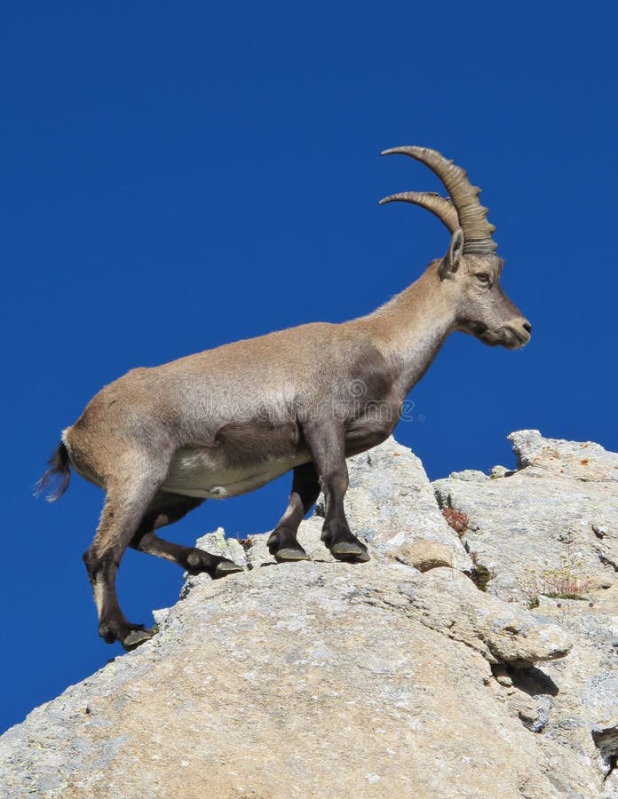 Young Alpine Ibex Standing on the Ridge of Mount Niederhorn ...