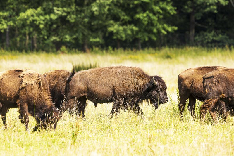 Male American Bison Bison Bison they are Going through a Grazing Stock ...