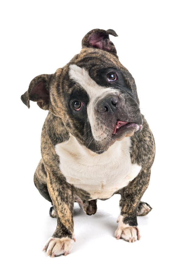 Male American Bully and Chihuahua Stock Image - Image of studio, strong ...