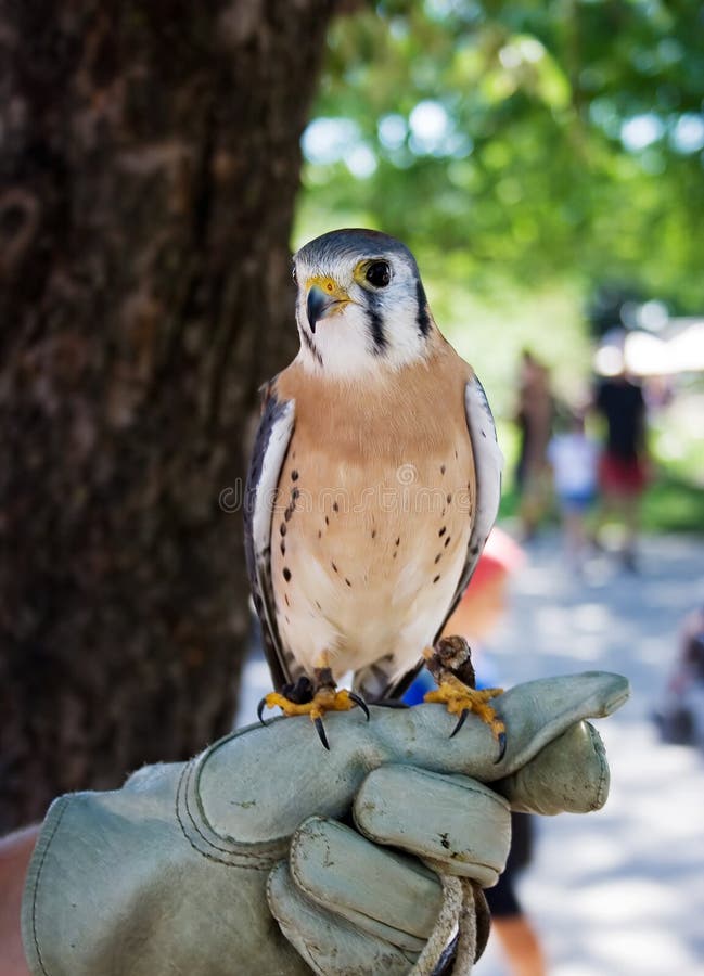 Male American Kestrel stock photo. Image of avian, kestrel - 225936
