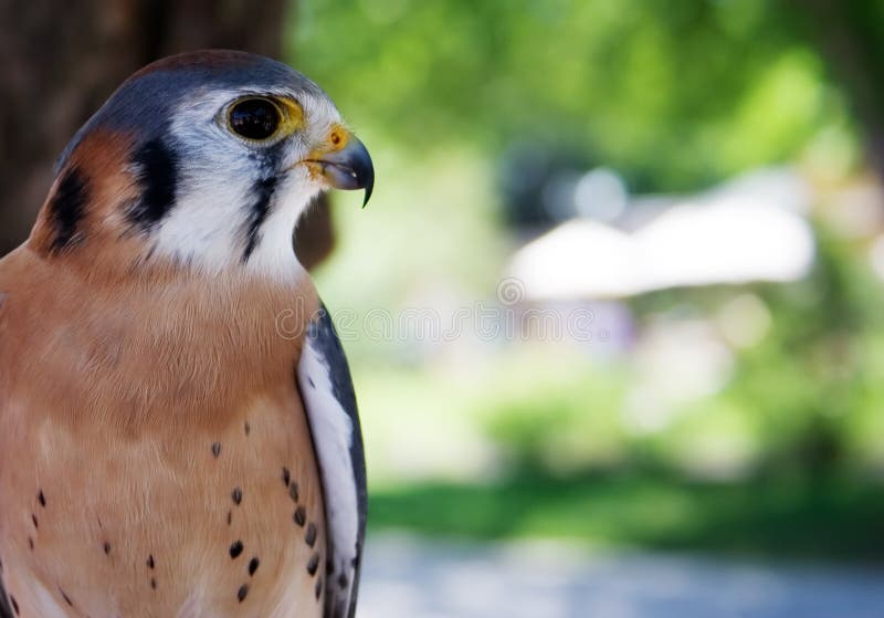 Male American Kestrel stock image. Image of raptor, avian - 225937