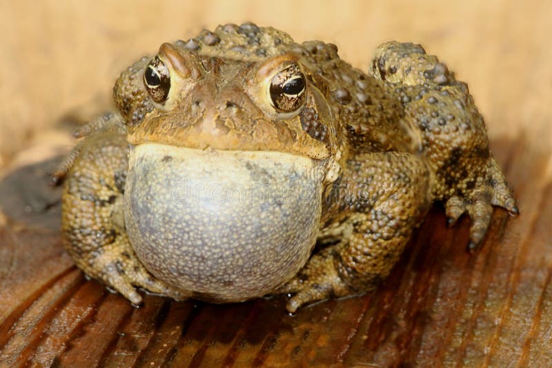 Male American Toad (Bufo Americanus) Stock Photo - Image of american ...