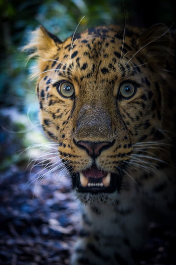 Crispin stock photo. Image of amur, leopard, portrait - 207969740